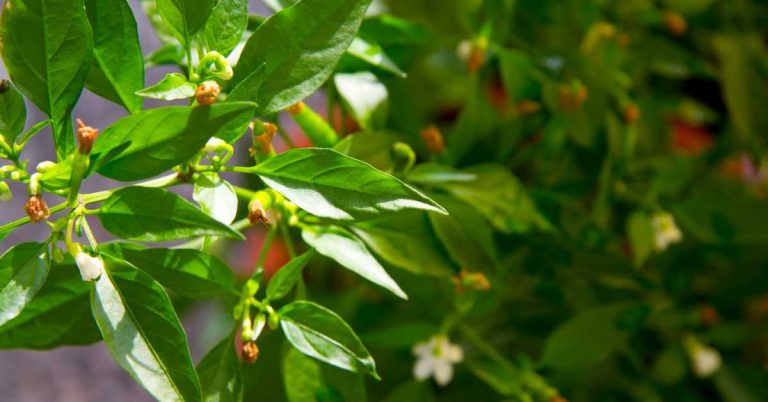 Can Peppers Cross-Pollinate With Tomatoes? - Backyard Eden