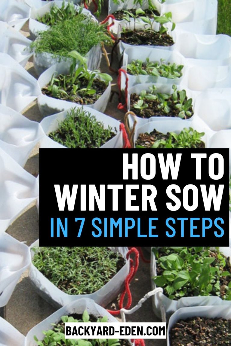 How To Winter Sow Seeds in 7 Simple Steps - Backyard Eden