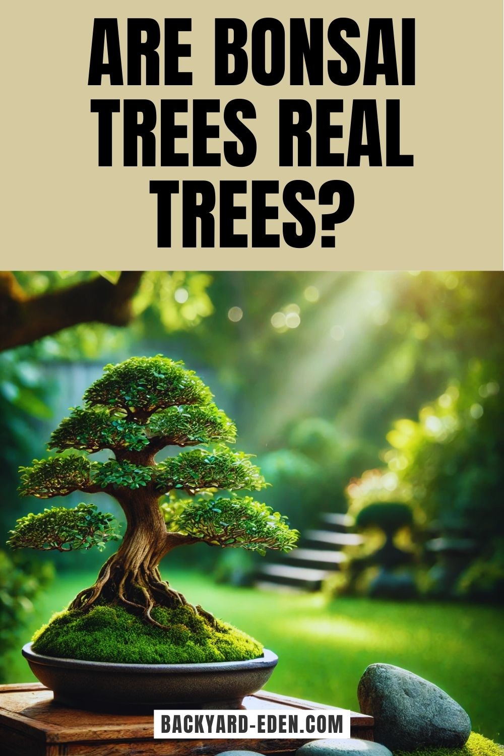 Are Bonsai Trees Real Trees? - Backyard Eden