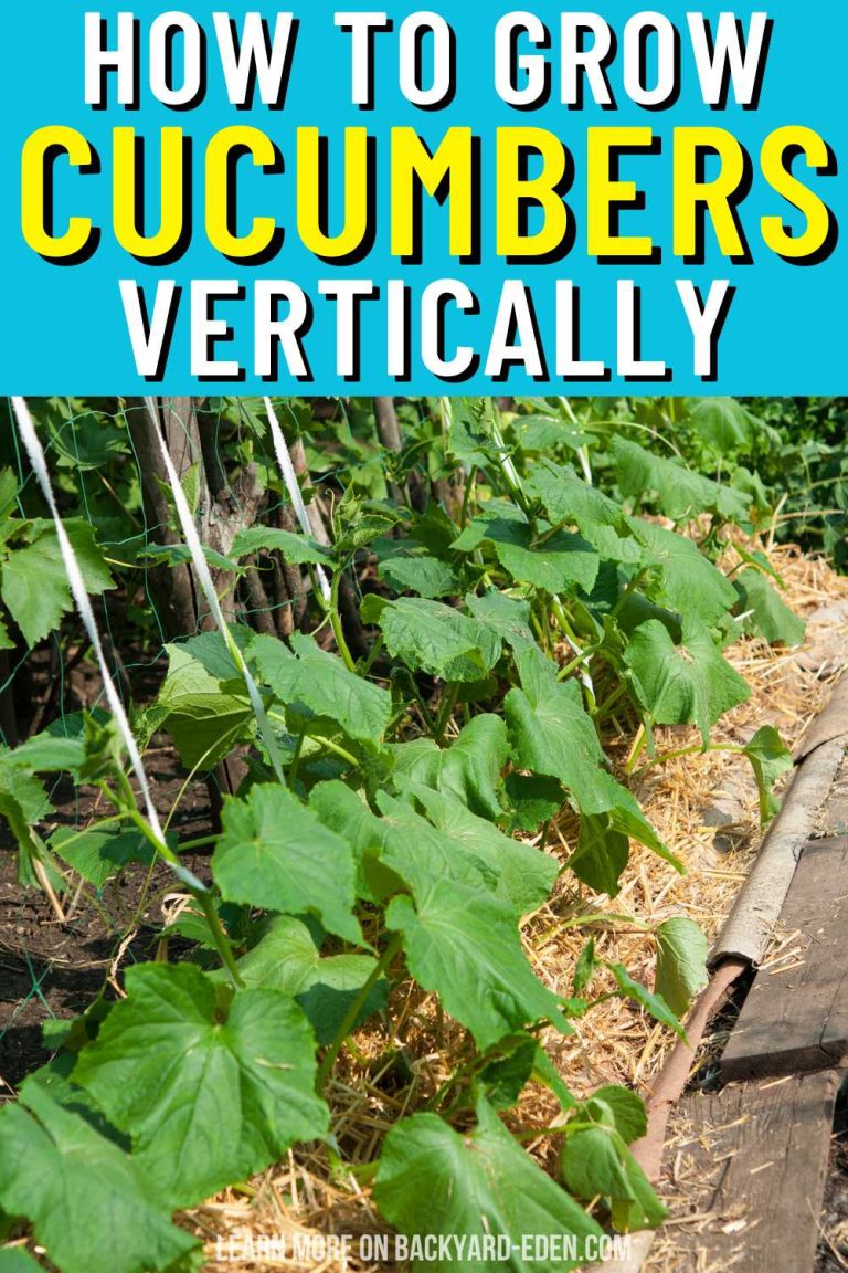 How To Grow Cucumbers Vertically - Backyard Eden