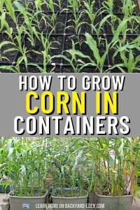 How To Grow Corn In Containers - Backyard Eden