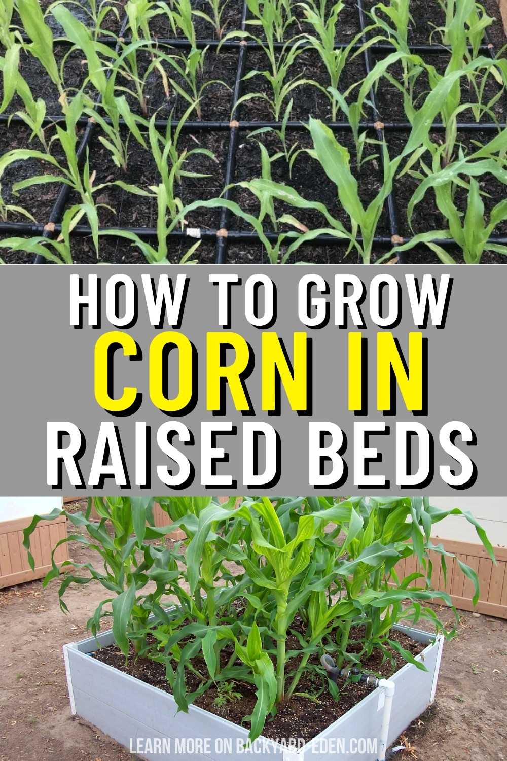 How To Grow Corn In Raised Beds - Backyard Eden