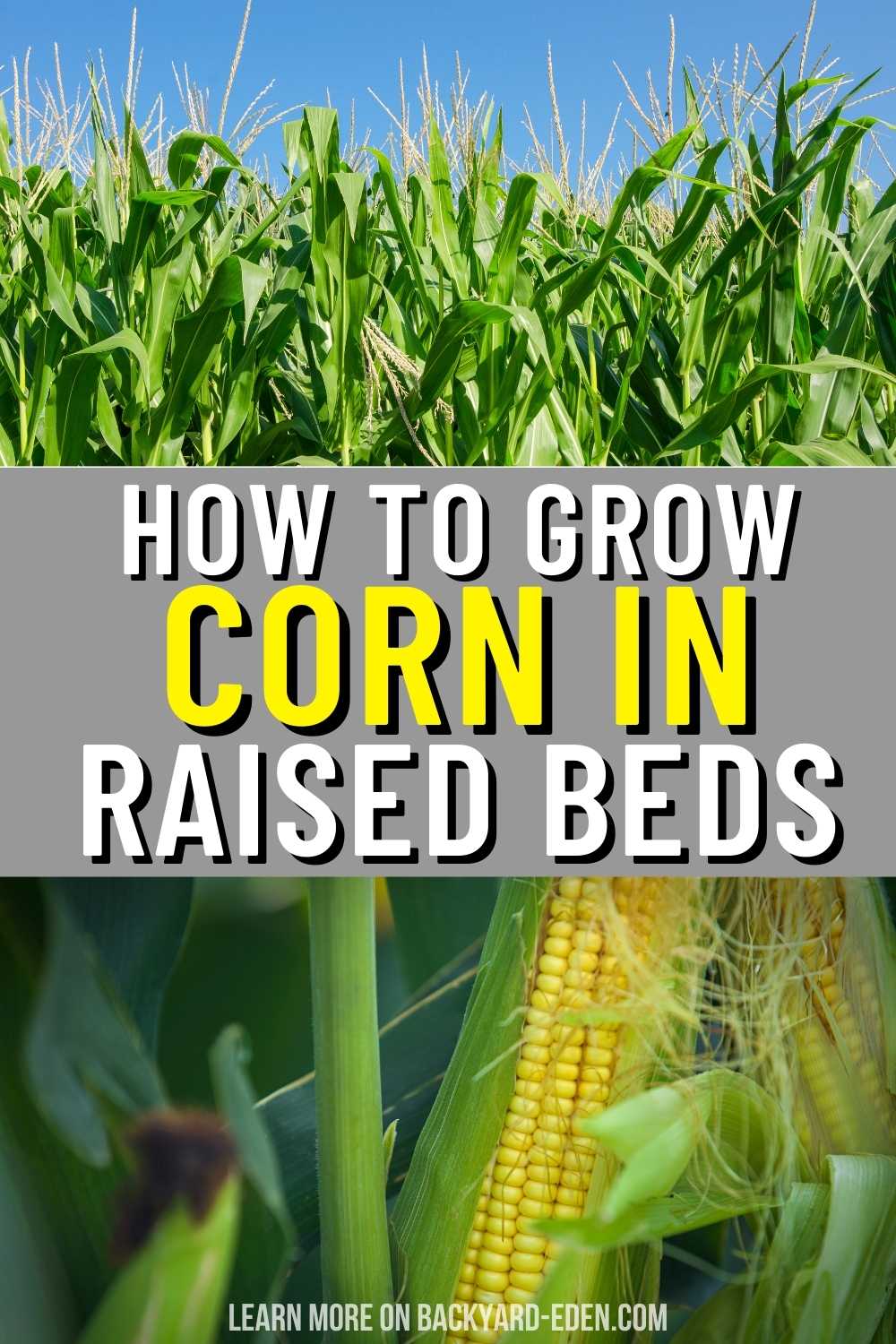How To Grow Corn In Raised Beds - Backyard Eden