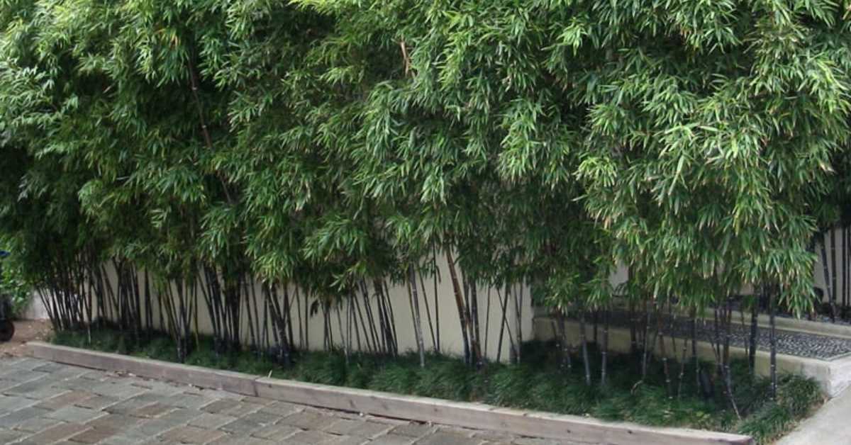 Fastest Growing Privacy Shrubs and Trees to Grow In Your Yard ...