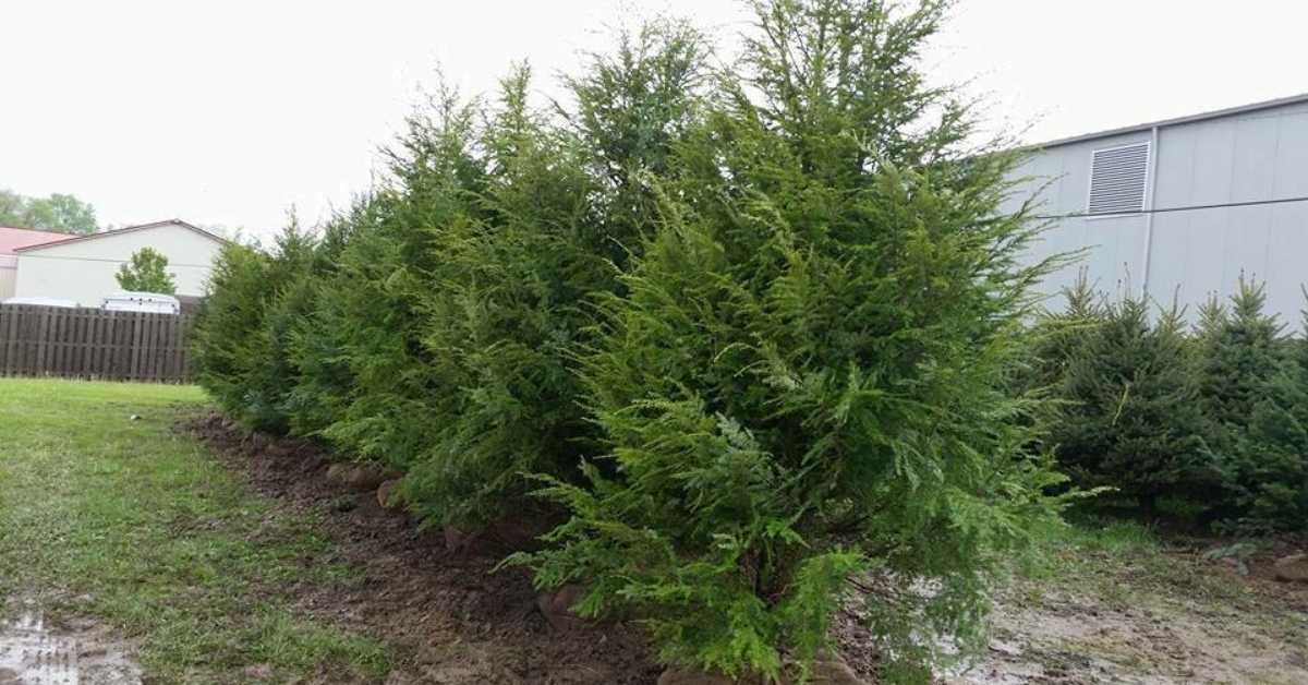 Fastest Growing Privacy Shrubs and Trees to Grow In Your Yard ...