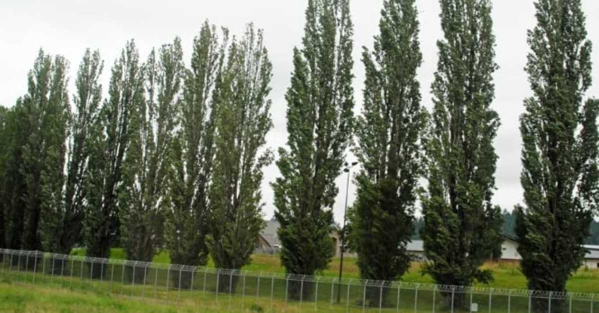 Fastest Growing Privacy Shrubs and Trees to Grow In Your Yard ...