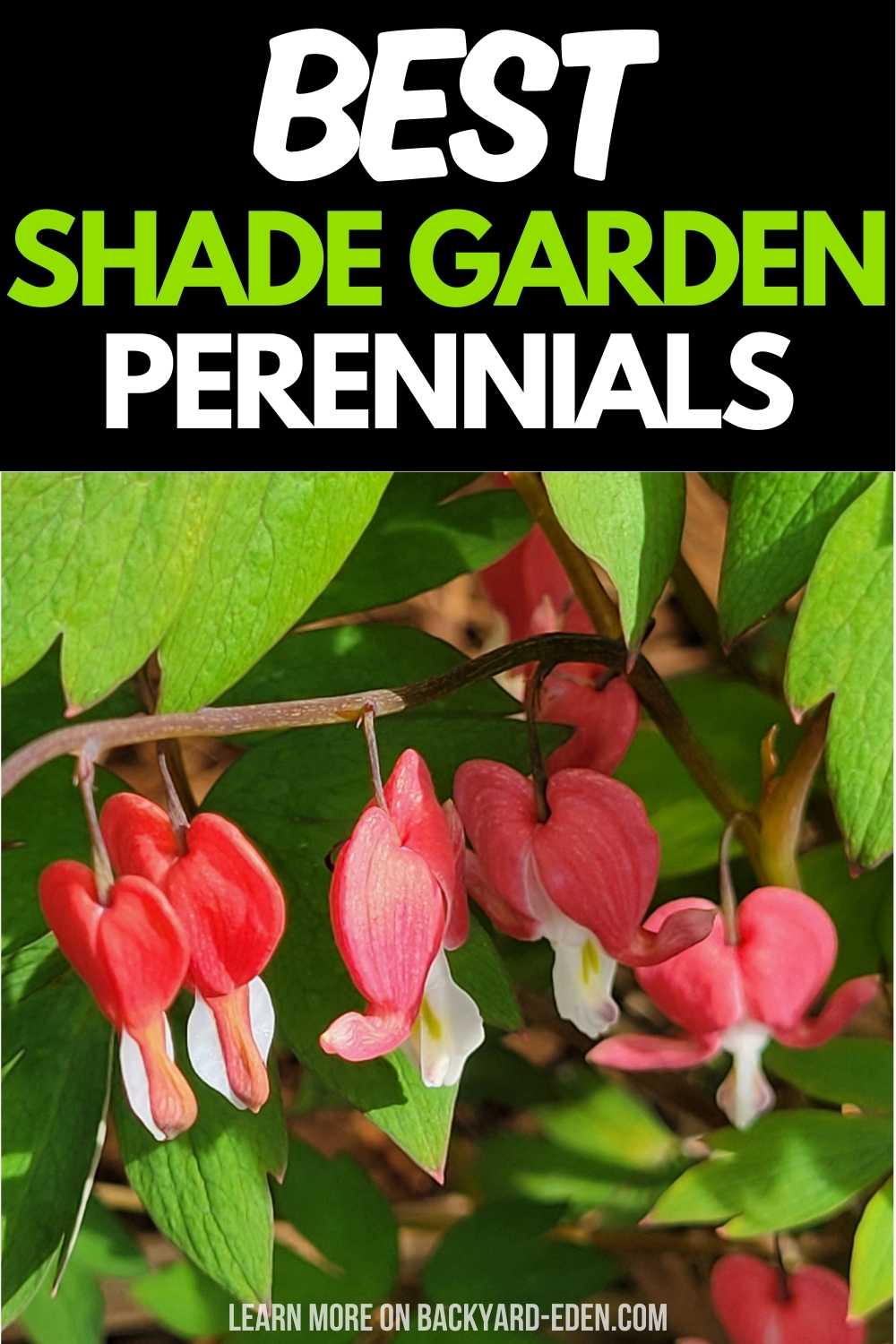 Best Shade Garden Perennials - Backyard Eden