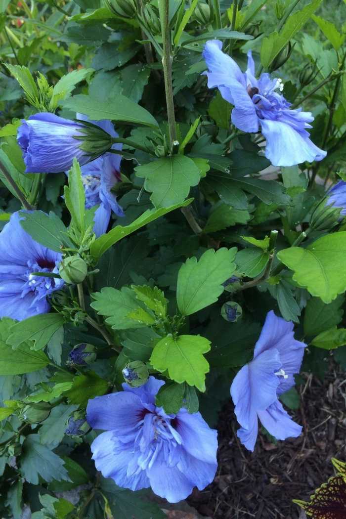 How To Grow Blue Hibiscus - Backyard Eden