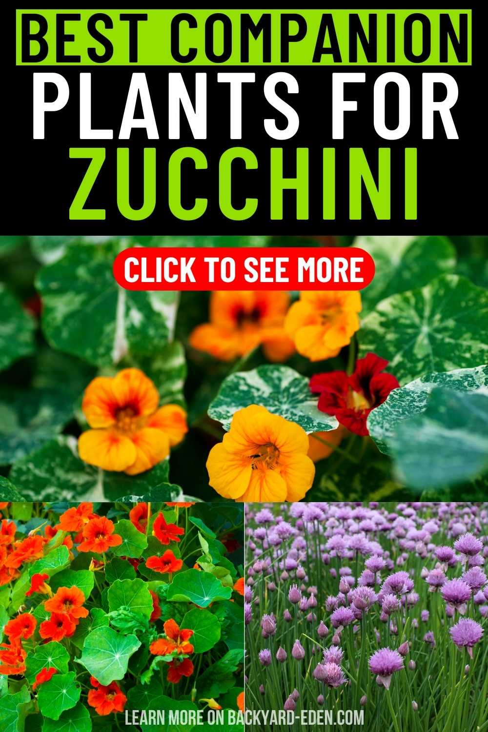 Companion Plants For Zucchini - Backyard Eden