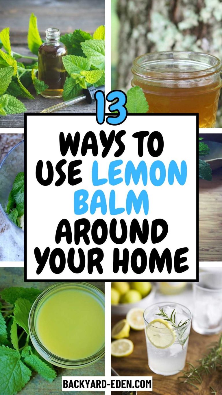 13 Amazing Ways To Use Fresh Lemon Balm - Backyard Eden