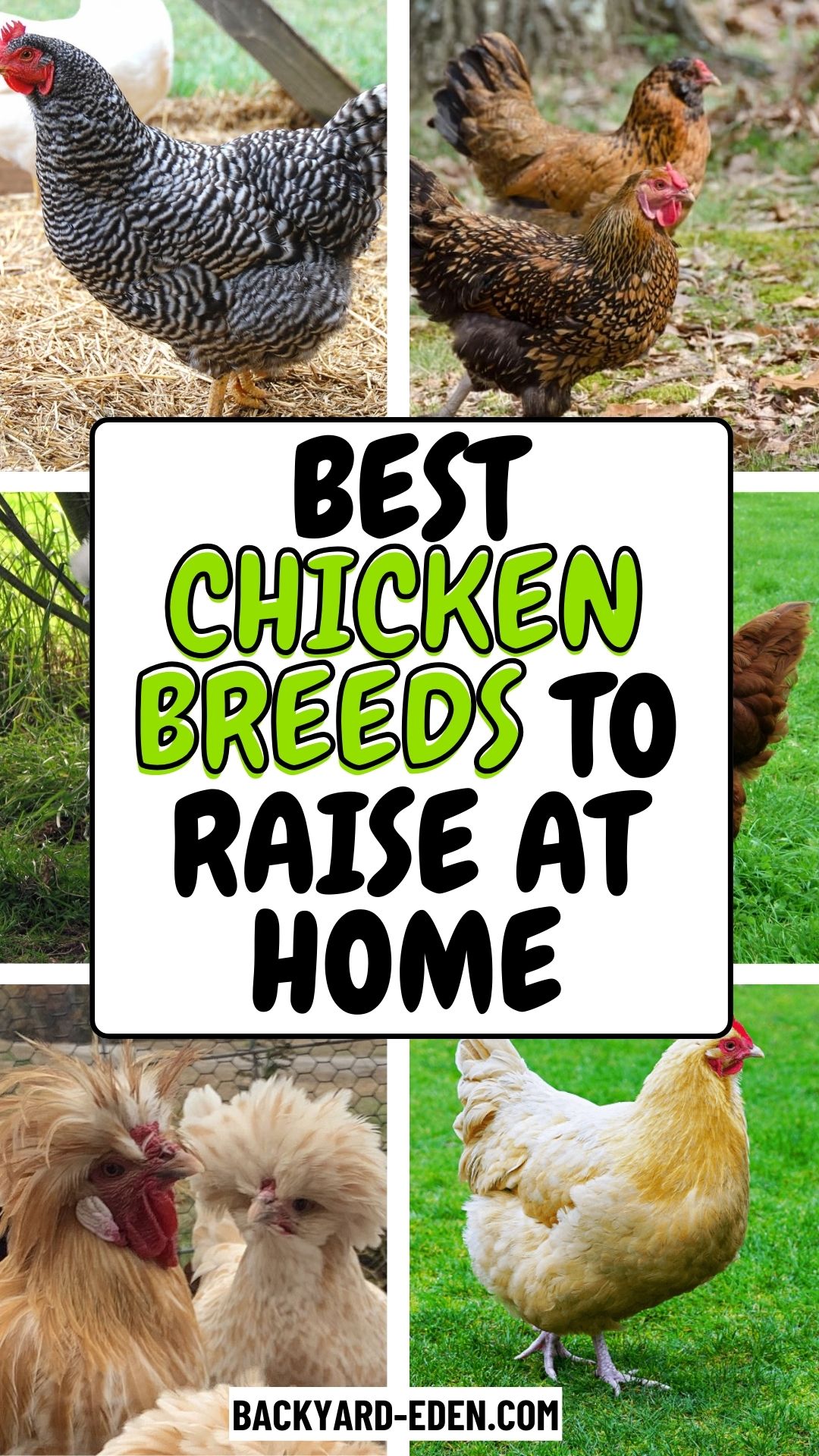 15 Best Chicken Breeds For Confinement And Small Backyards – YHONMO