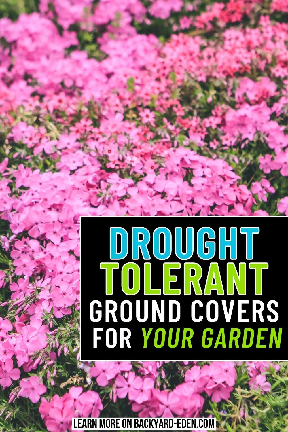 Drought Tolerant Ground Cover Ideas: Beautify Your Garden with Minimal ...